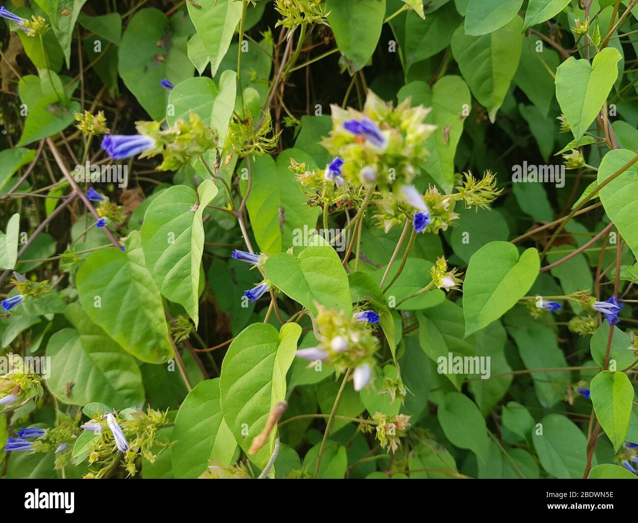 Clitoria ternatea flowers on tree Stock Photo - Alamy