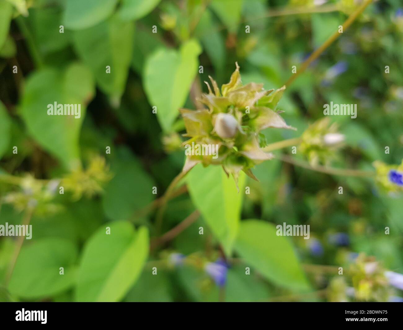 Clitoria ternatea flowers on tree Stock Photo - Alamy