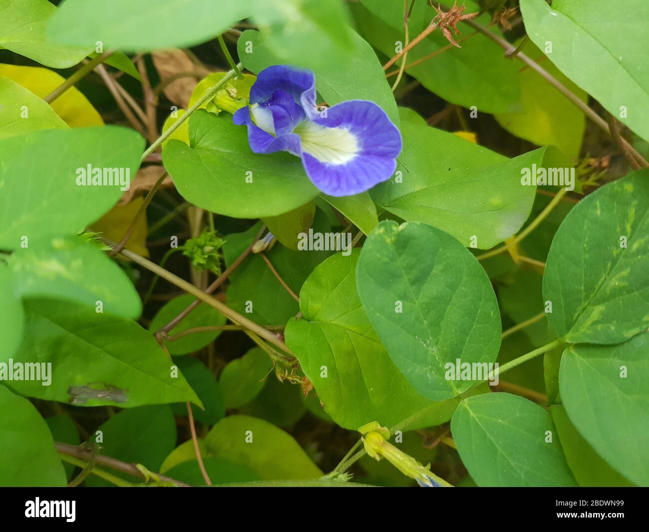Clitoria ternatea hi-res stock photography and images - Alamy
