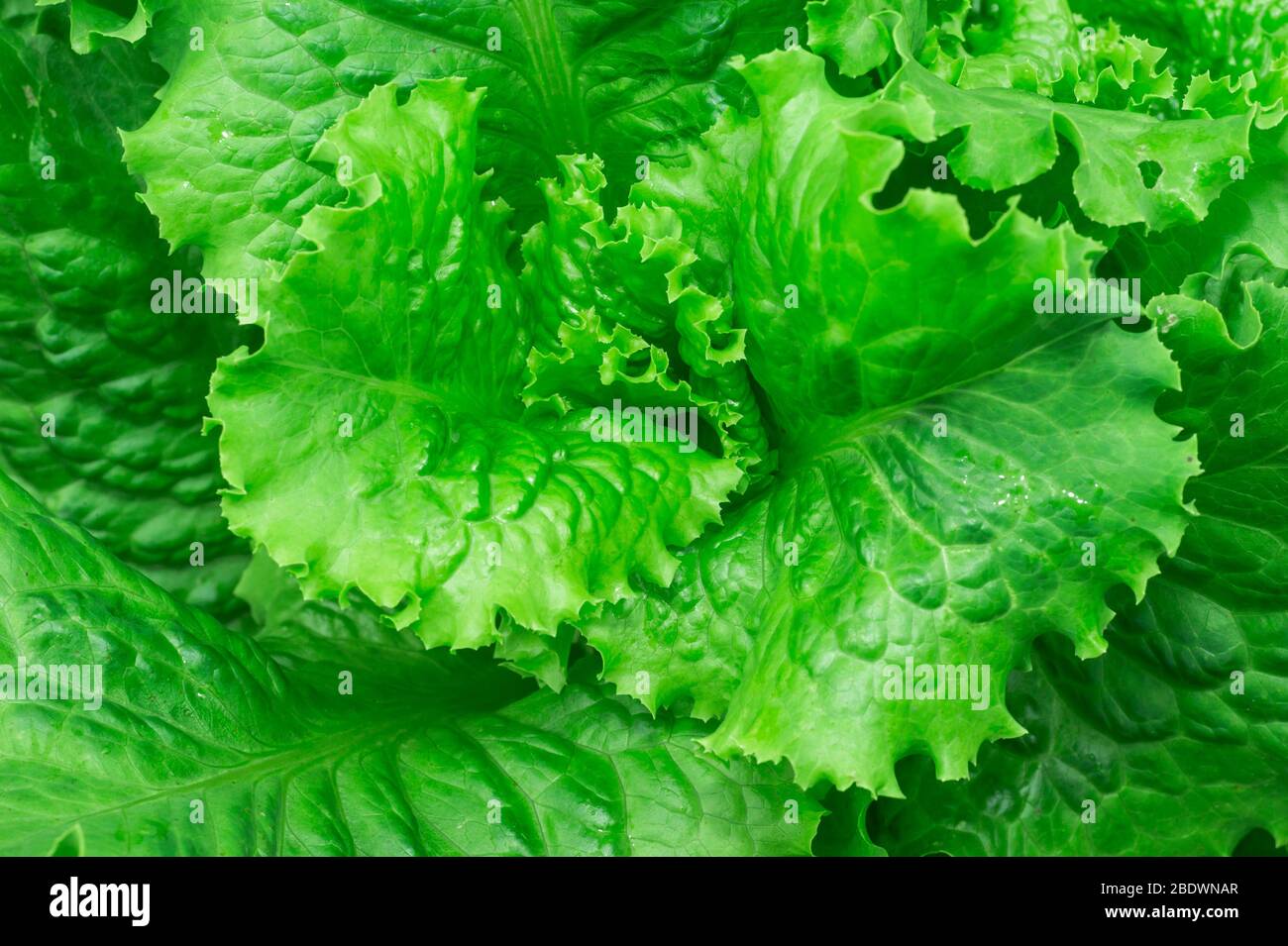 Fresh lettuce grows in the garden. Top view, background Stock Photo - Alamy