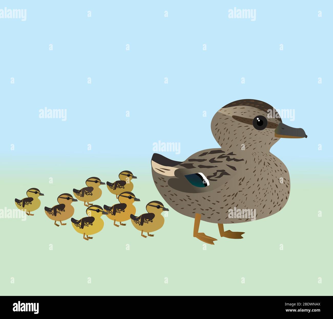 Ducklings babies Stock Vector Images - Alamy