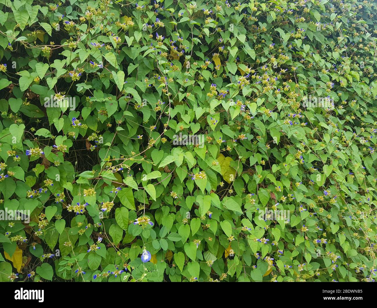Clitoria ternatea hi-res stock photography and images - Alamy
