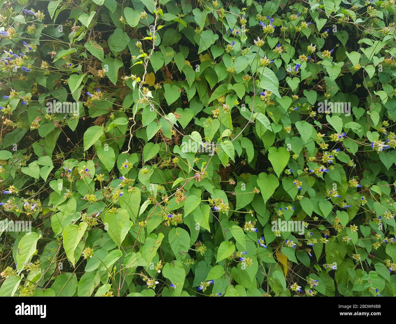 Clitoria ternatea flowers on tree Stock Photo - Alamy