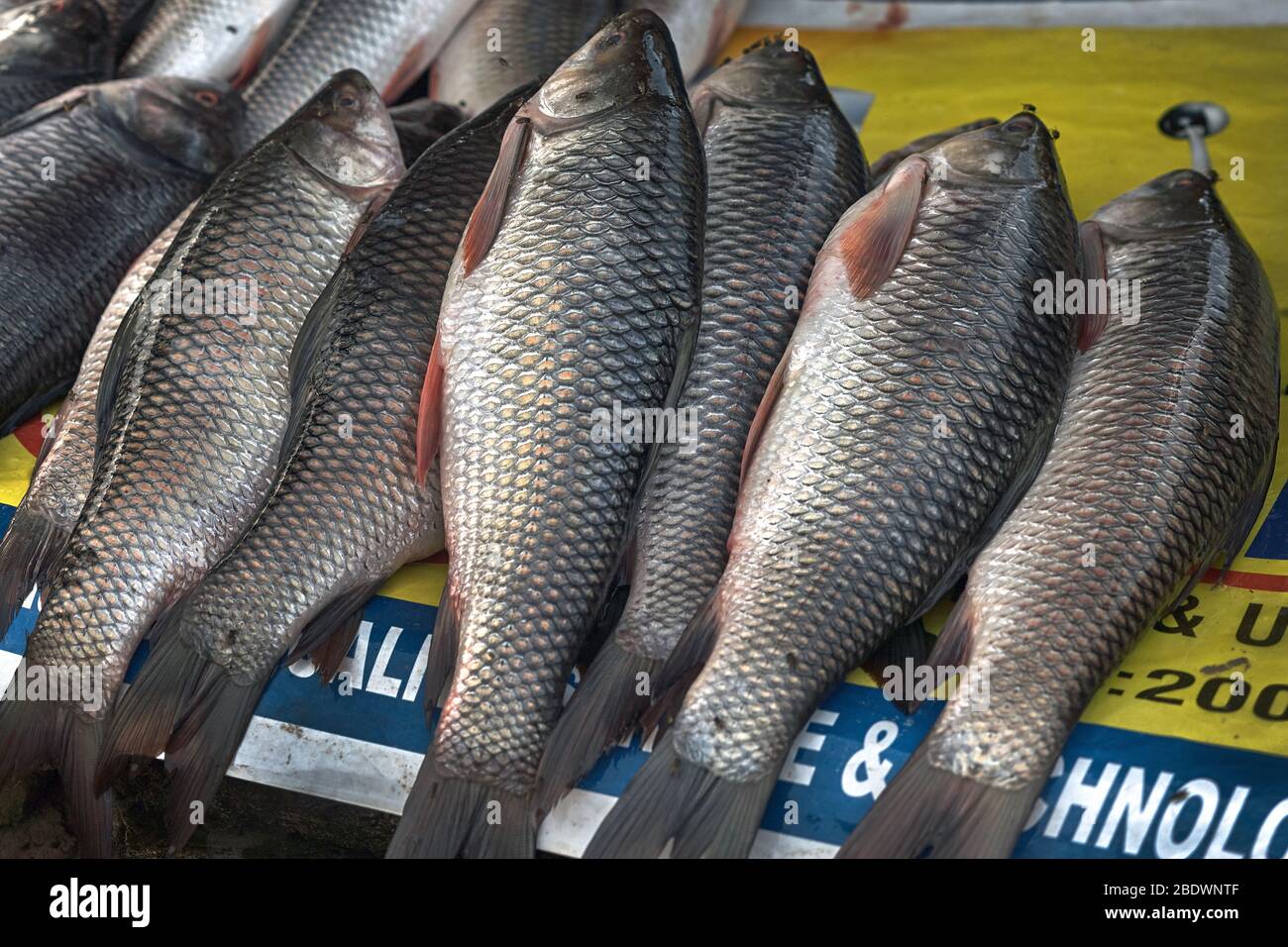 25 Jul 2007 Rohu-Labeo Rohita Popular River water fish Puri Orissa ...