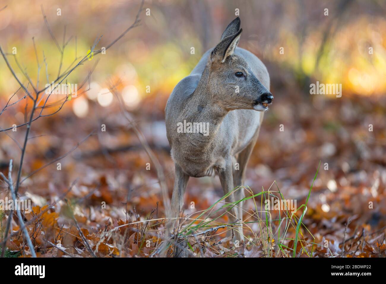 Roe Deer, Capreolus capreolus, female Stock Photo - Alamy
