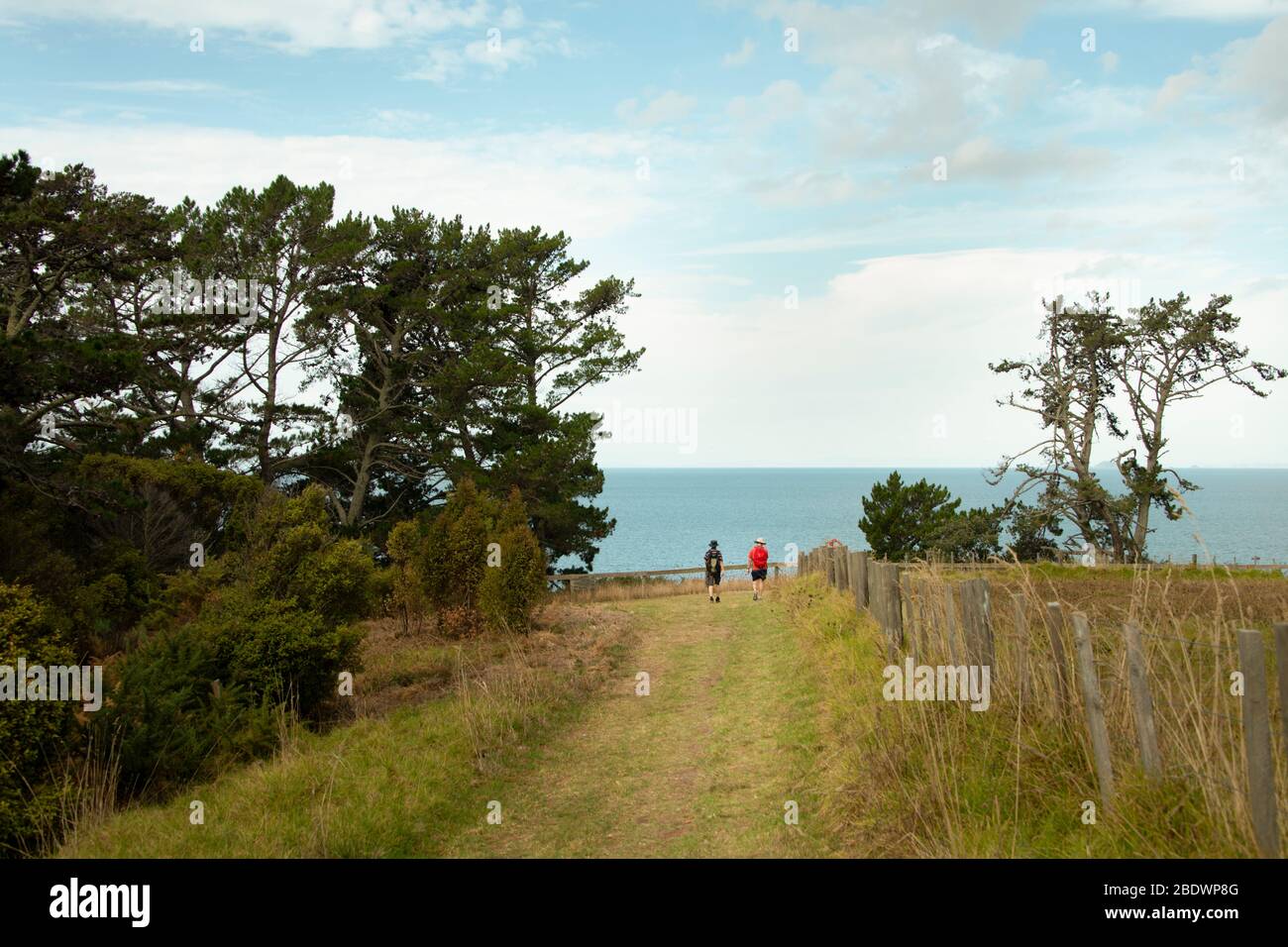 Long Bay coastal walk in Auckland Stock Photo - Alamy