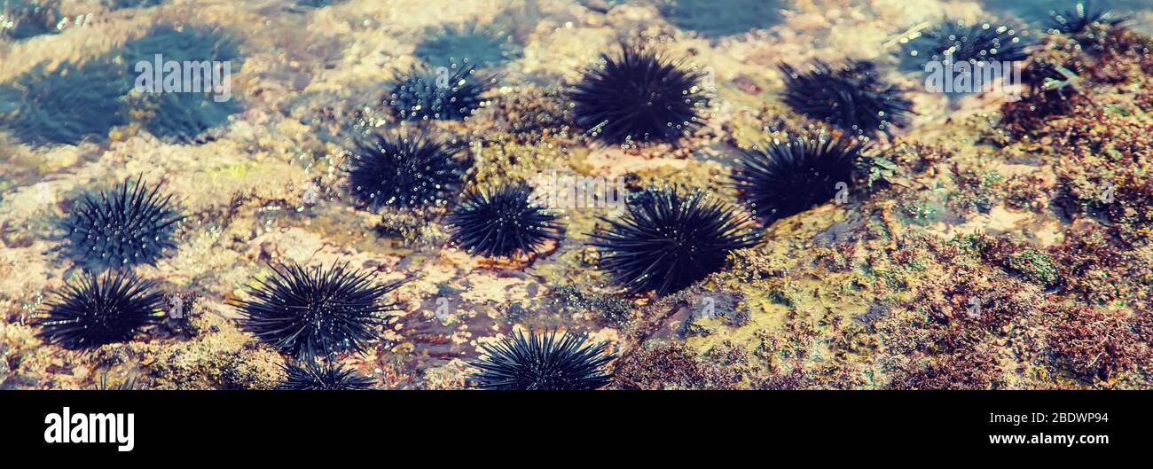 Sea Urchin Croatia High Resolution Stock Photography and Images - Alamy