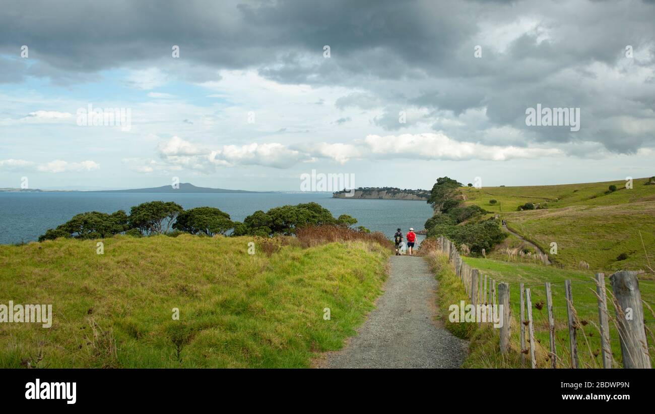 Walking the Long Bay coastal walk with the view of Rangitoto Island ...