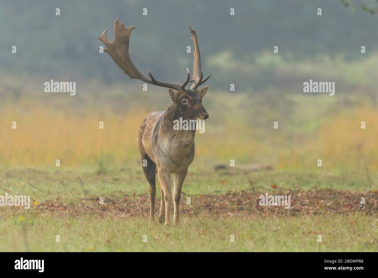 Fallow Deer, Dama dama, during the rutting season Stock Photo - Alamy