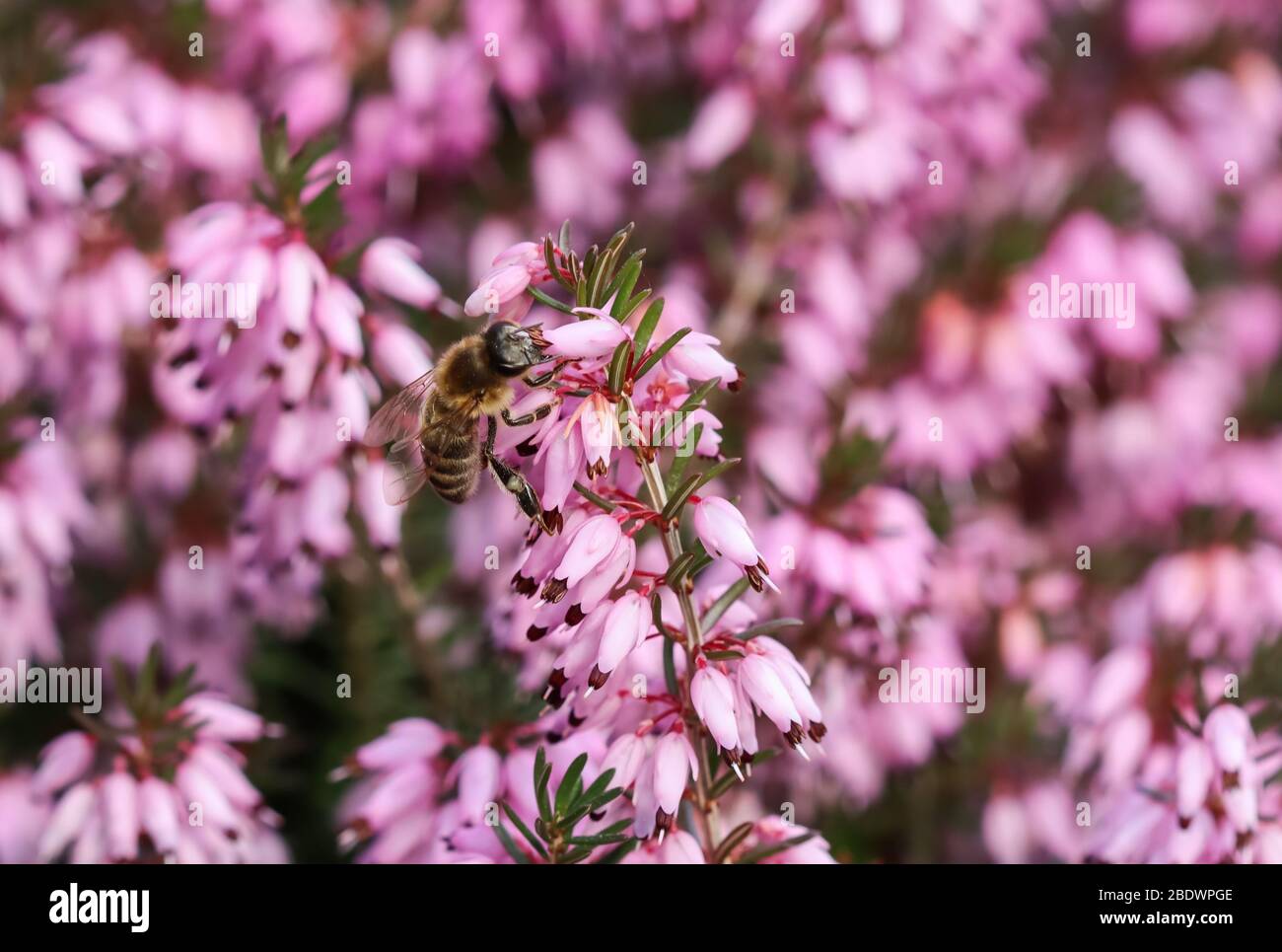 Pink Erica Carnea flowers (Winter Hit) and a working bee in a spring ...