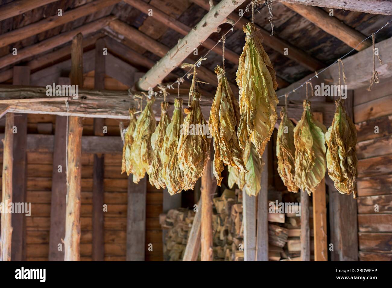 Tobacco Crops Drying