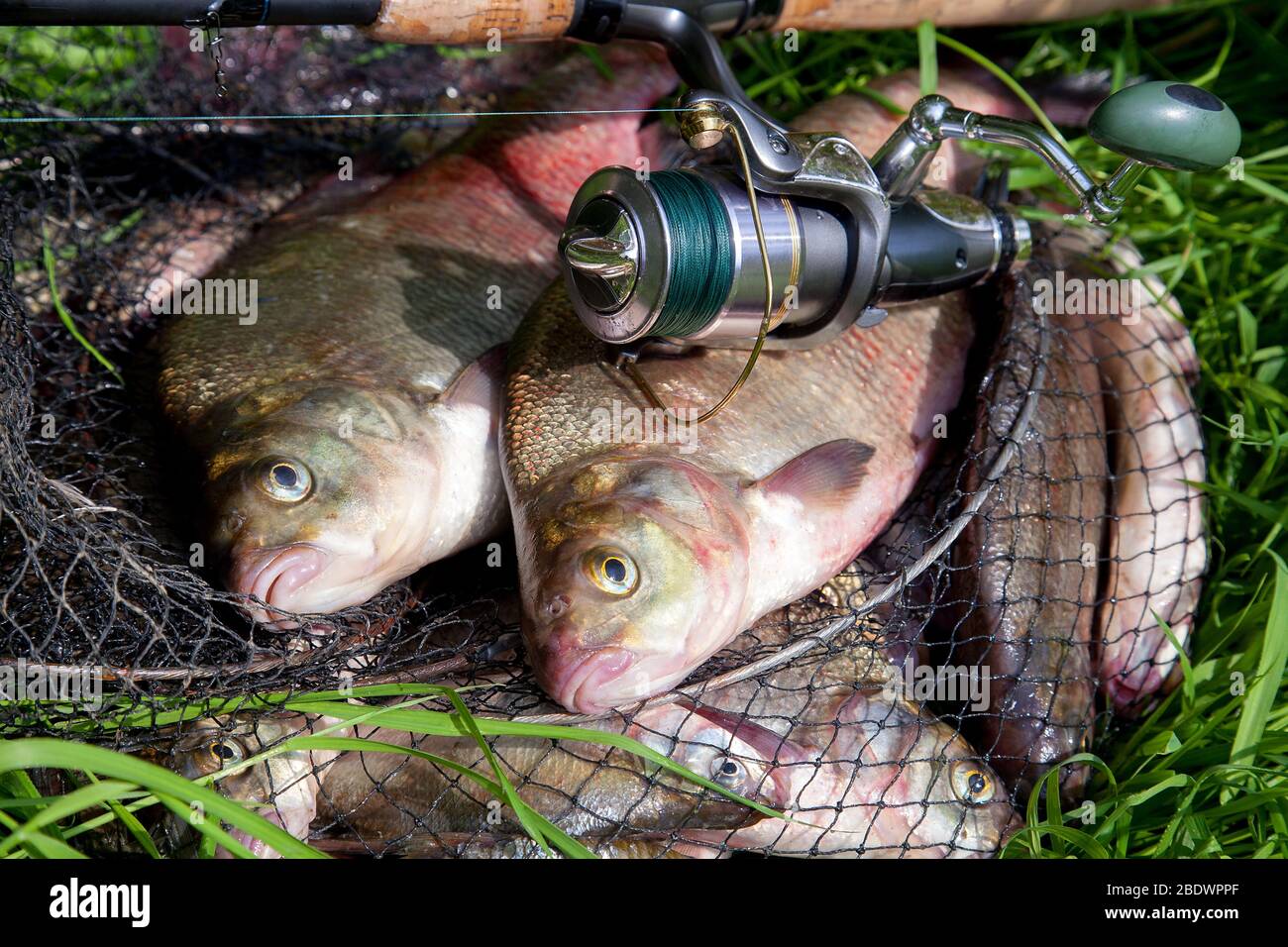 Good catch. Just taken from the water big freshwater common bream known ...