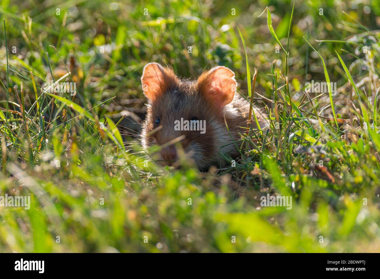 Common Hamster, Cricetus cricetus Stock Photo - Alamy