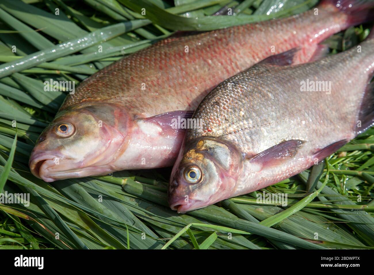 Good catch. Just taken from the water big freshwater common bream known ...