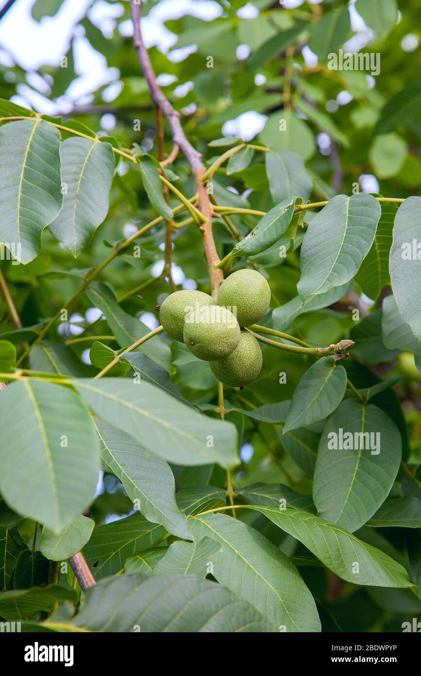 Fresh walnuts hanging on a tree in the blue background. Green walnut ...