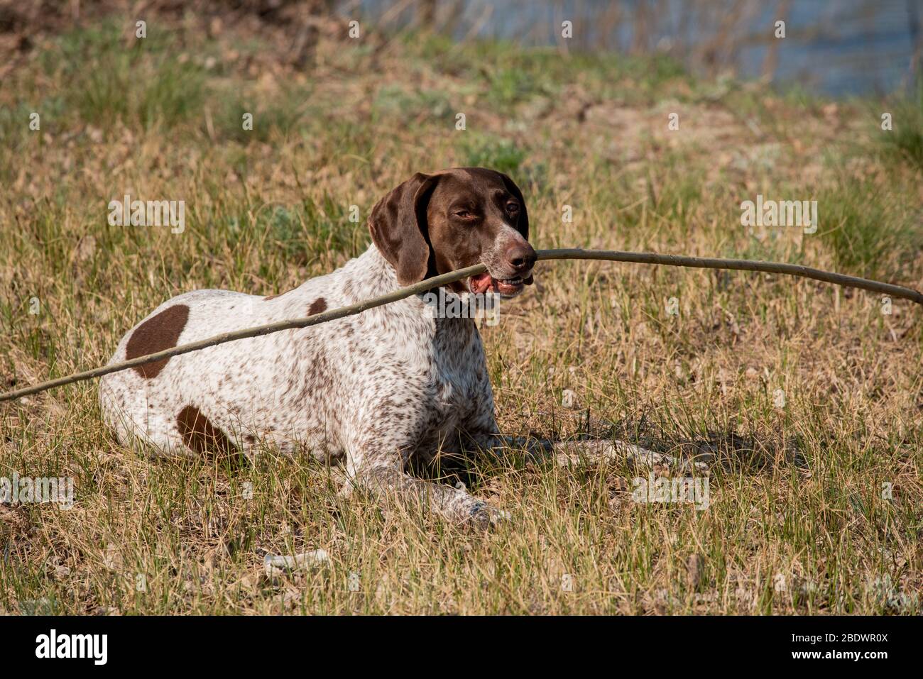 Deutsch Kurzhaar German Short-haired Pointing Dog. Kurzhaar is a ...