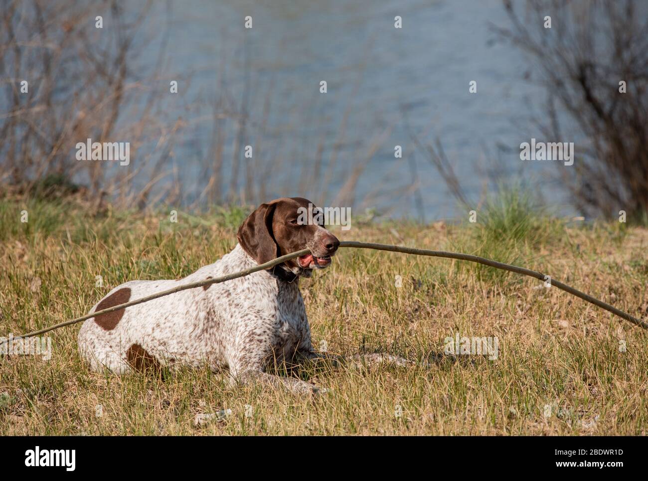 Deutsch Kurzhaar German Short-haired Pointing Dog. Kurzhaar is a ...