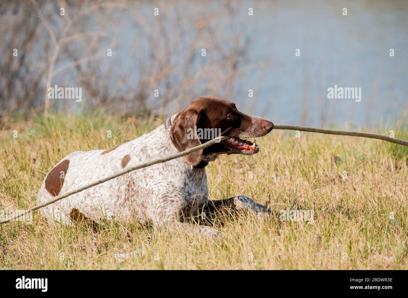 Deutsch Kurzhaar German Short-haired Pointing Dog. Kurzhaar is a ...