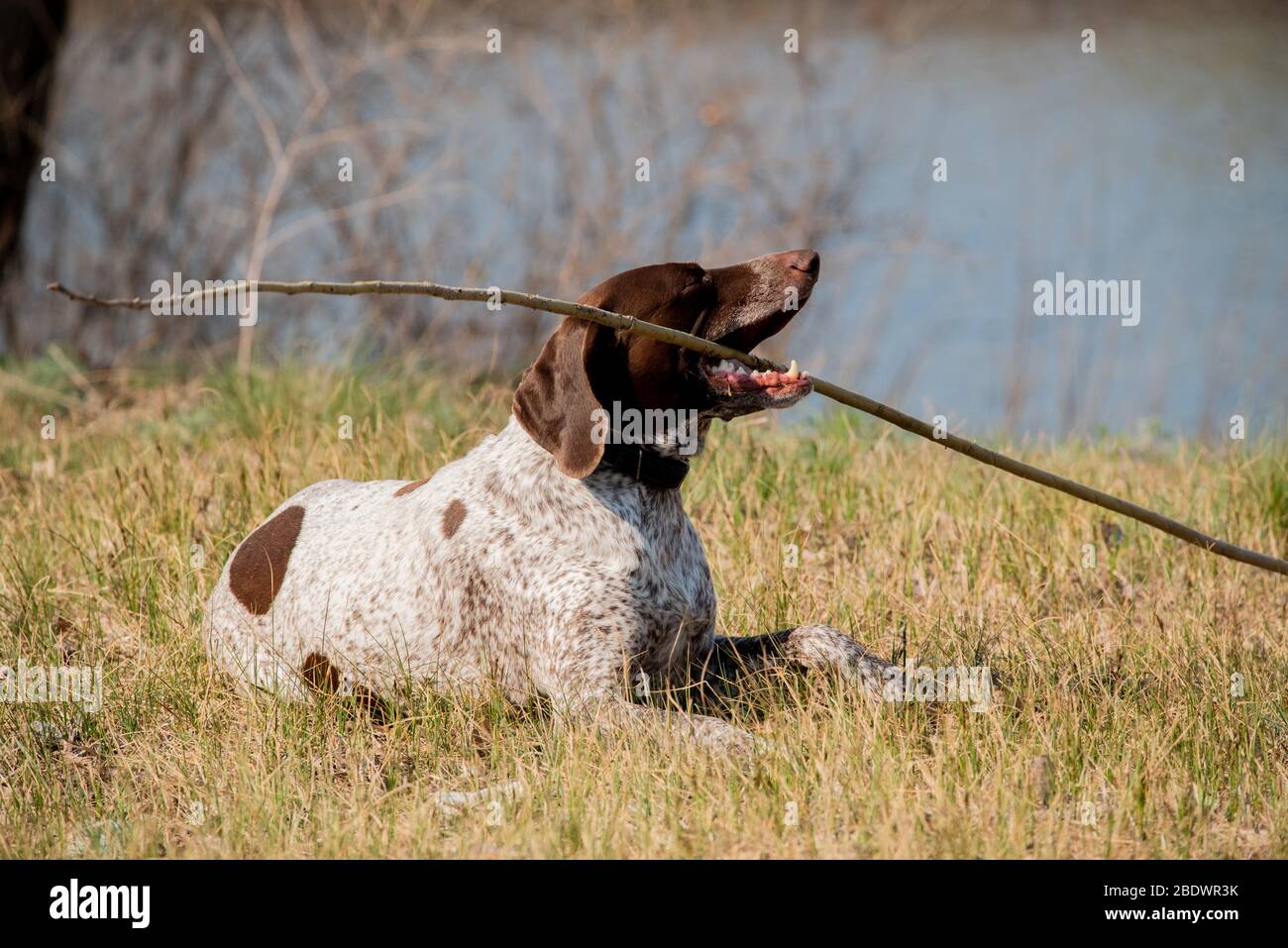 Deutsch Kurzhaar German Short-haired Pointing Dog. Kurzhaar is a ...