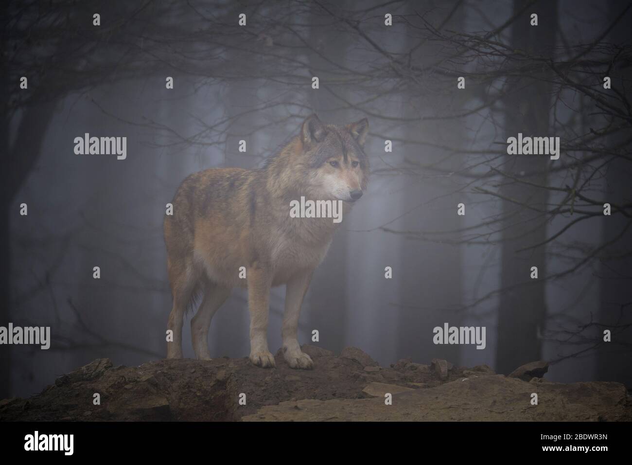 Wolf, Canis lupus, in fog Stock Photo - Alamy