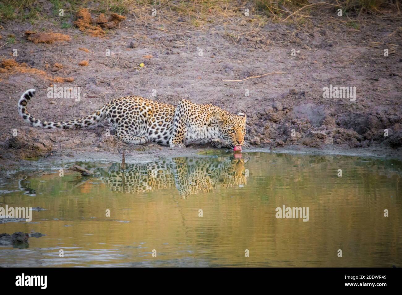 Leopard Leopards drinking kruger south africa Stock Photo - Alamy