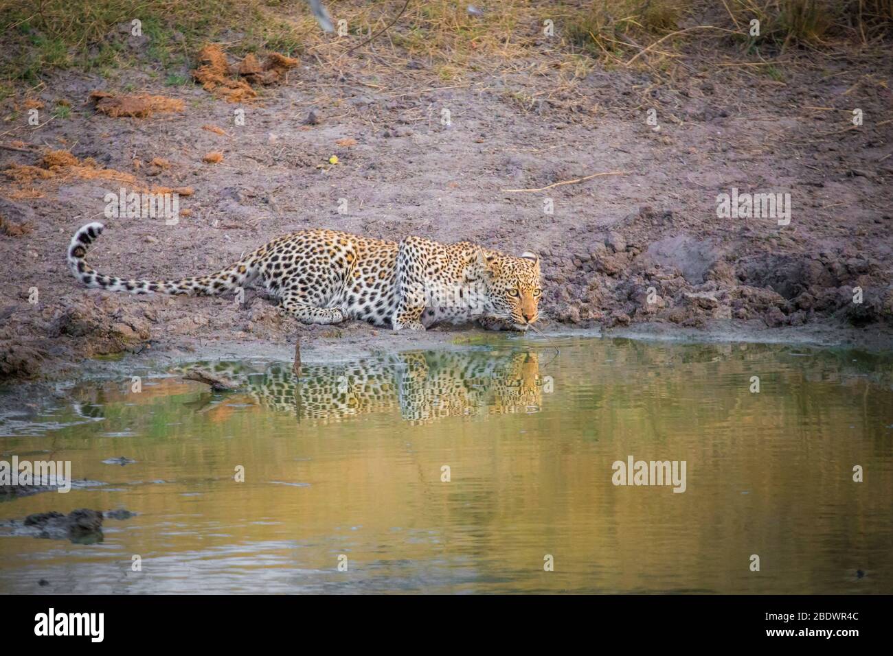 Leopard Leopards drinking kruger south africa Stock Photo - Alamy