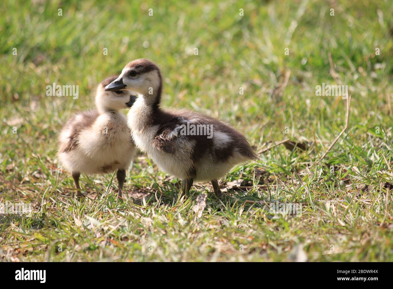 Egyptian goose in citypark Staddijk, Nijmegen the Netherlands Stock ...
