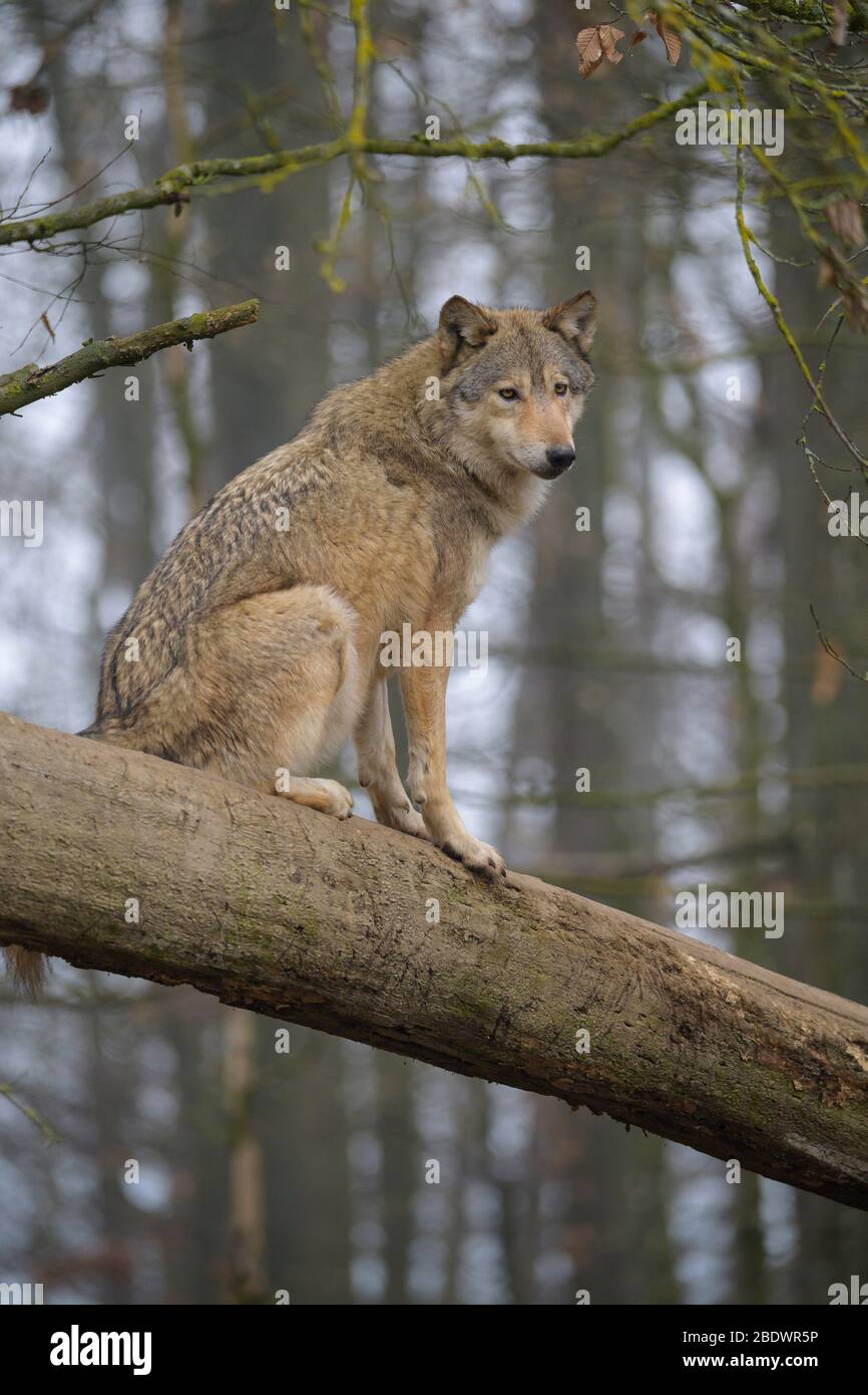 Wolf, Canis lupus Stock Photo - Alamy