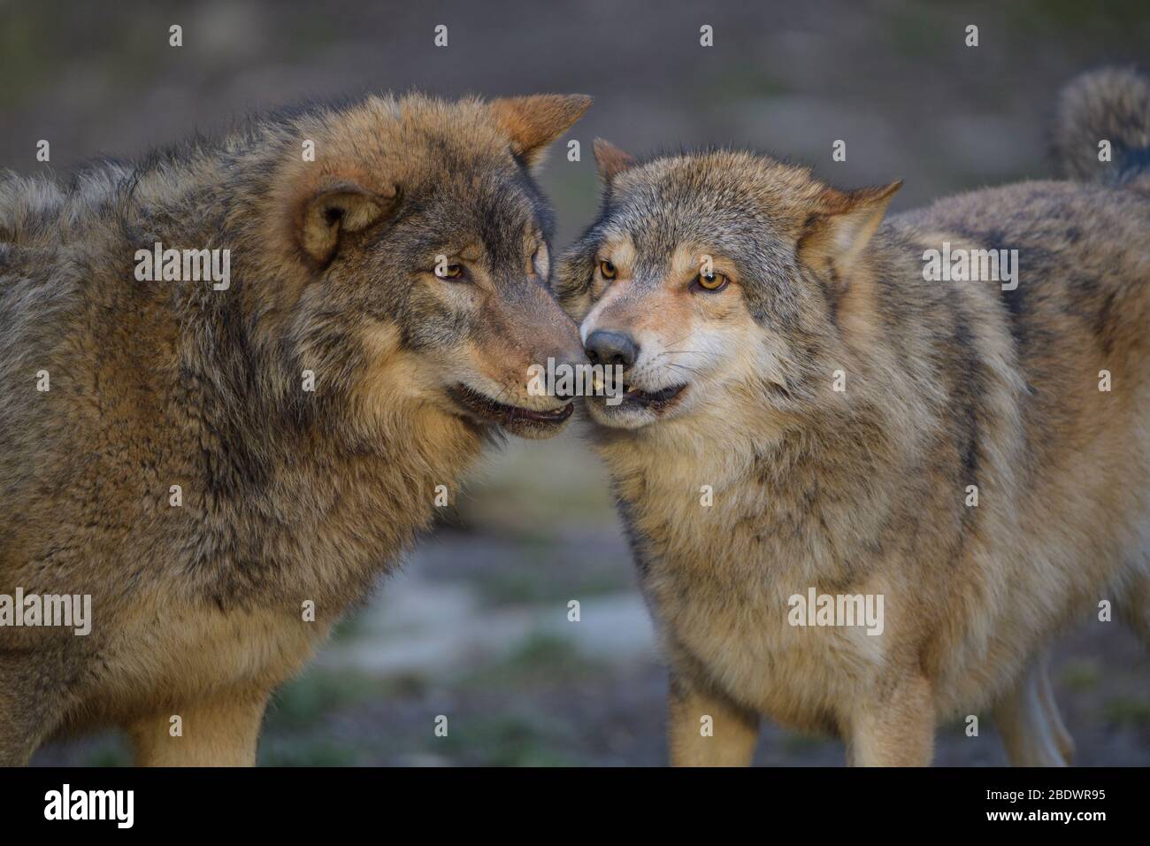 Wolf, Canis lupus Stock Photo - Alamy