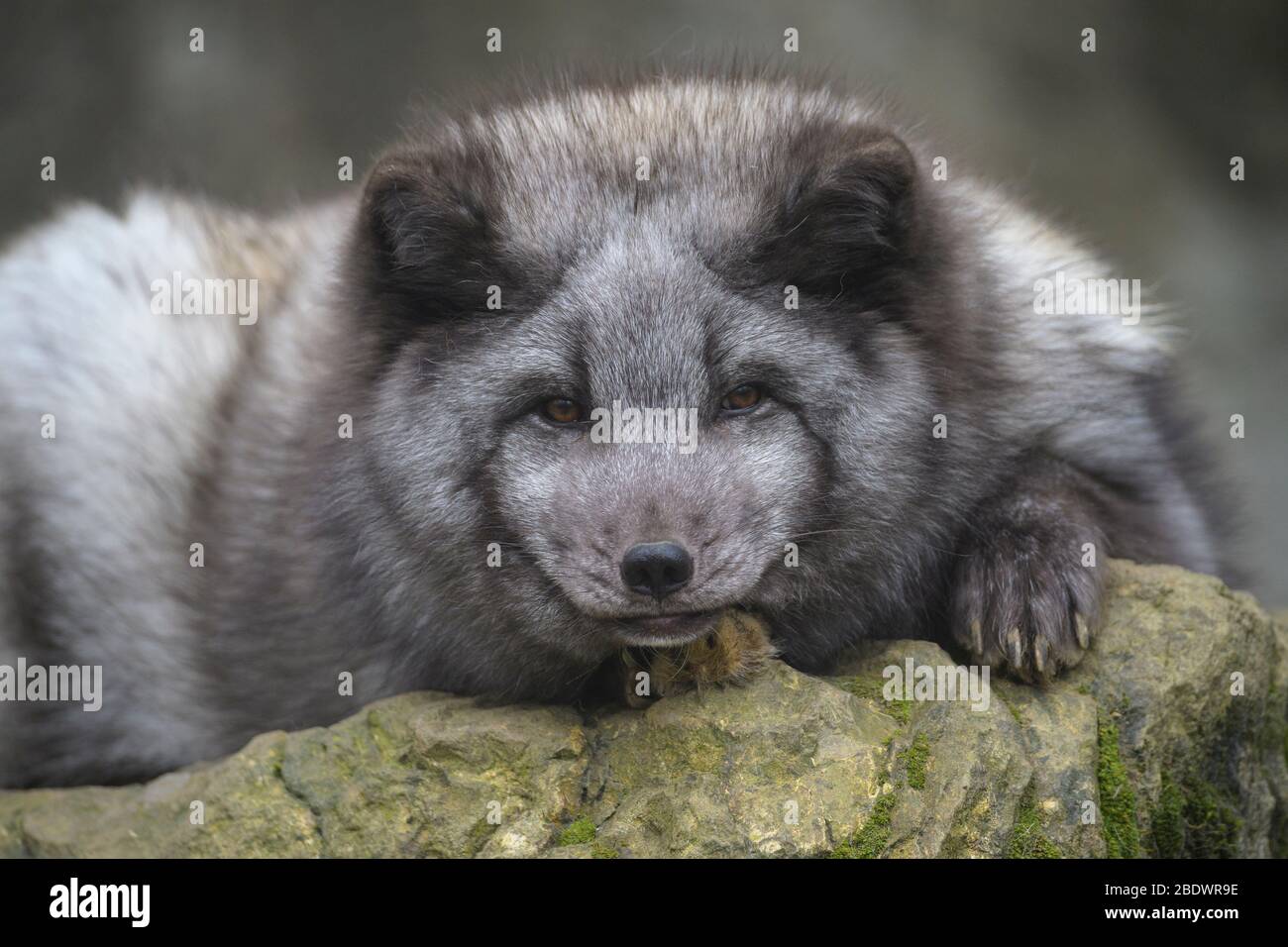Arctic fox vulpes lagopus alopex hi-res stock photography and images ...