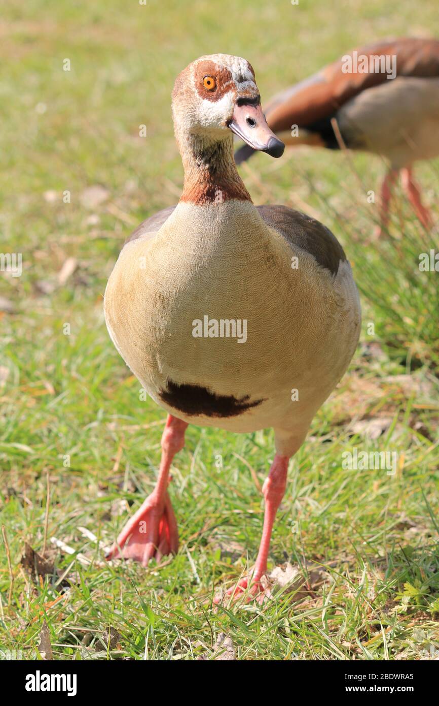 Egyptian goose in citypark Staddijk, Nijmegen the Netherlands Stock ...