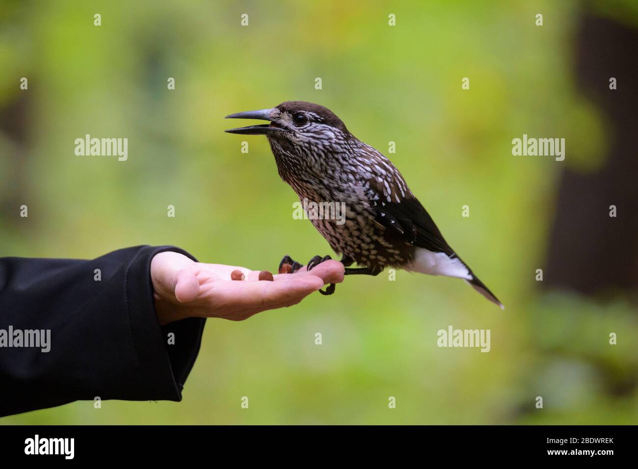 Hand nutcracker hi-res stock photography and images - Alamy
