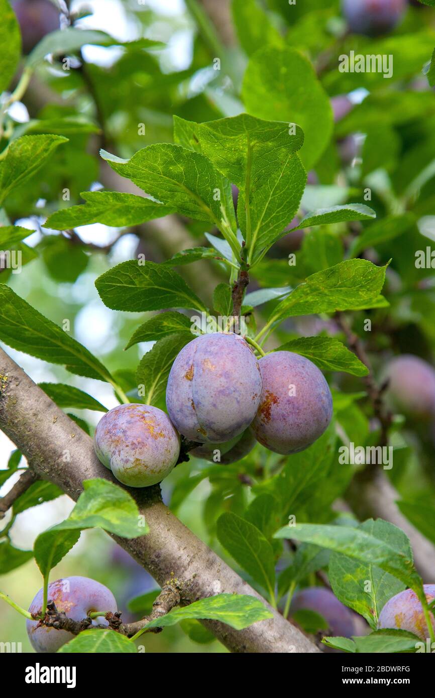 Ripe plums hanging from a tree branch ready to be harvested. Ripe plums ...