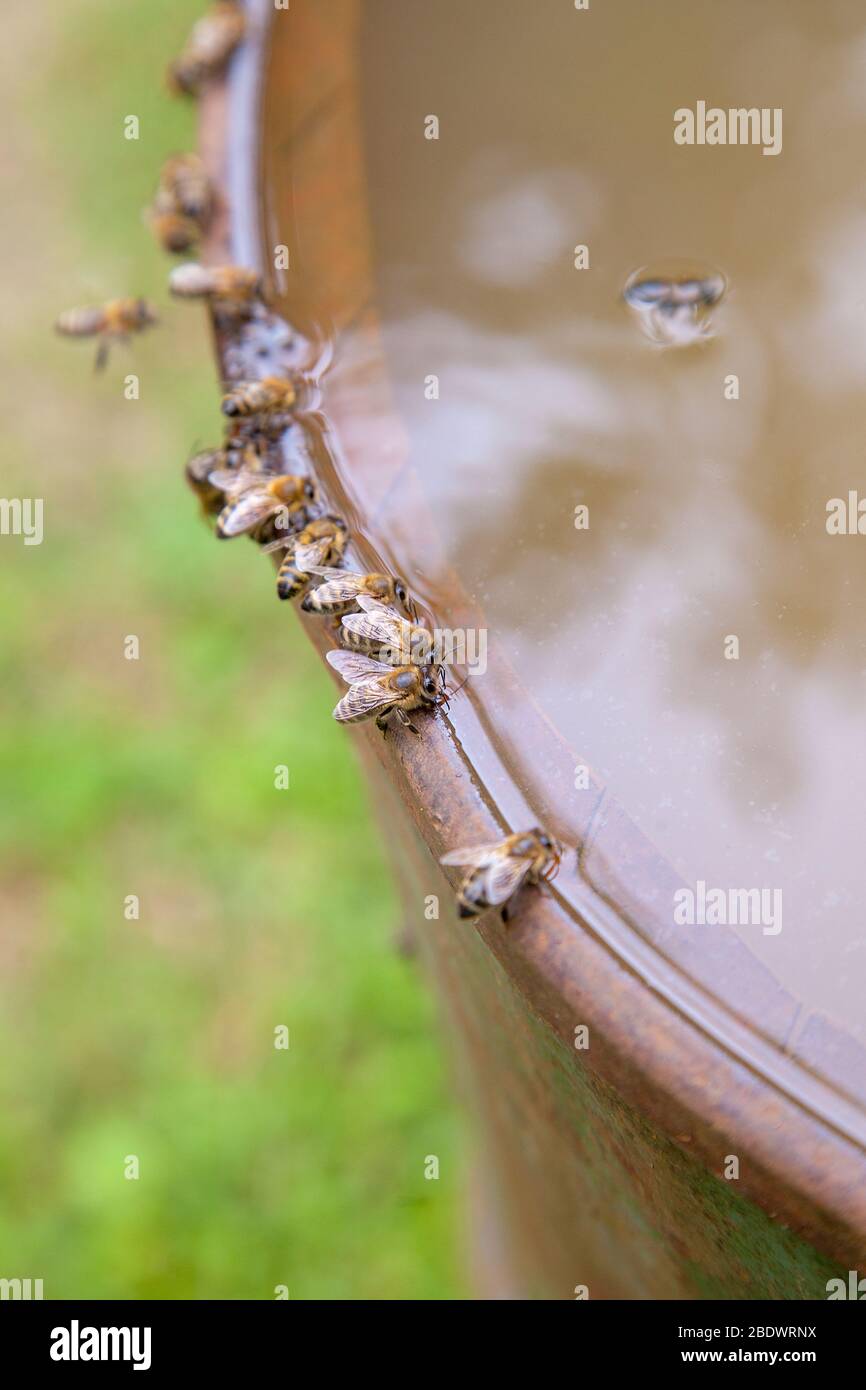 Busy bees, close up view of the working bees. Bees close up showing ...
