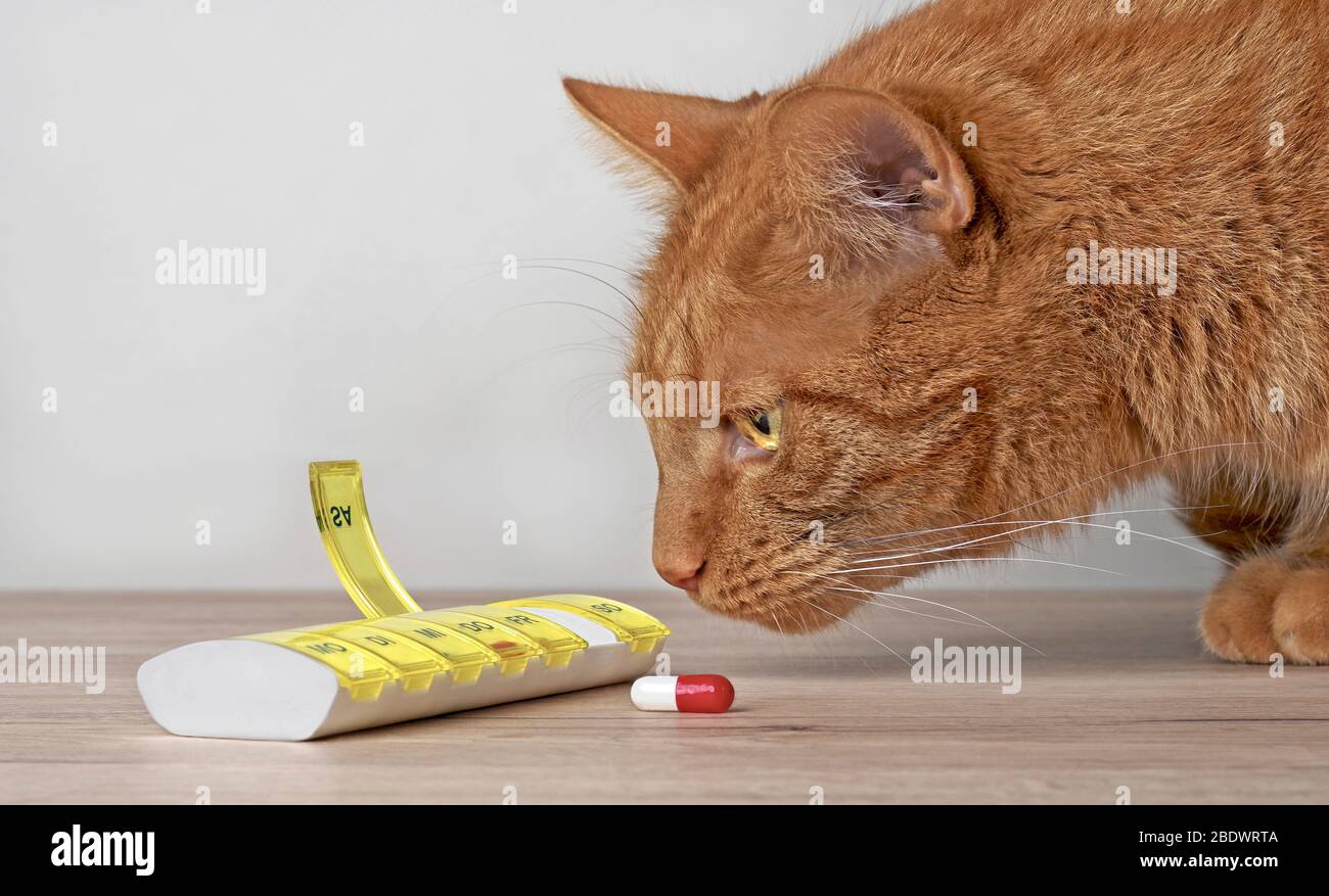 Ginger cat looking curious to a medicine capsule beside a open pill box ...