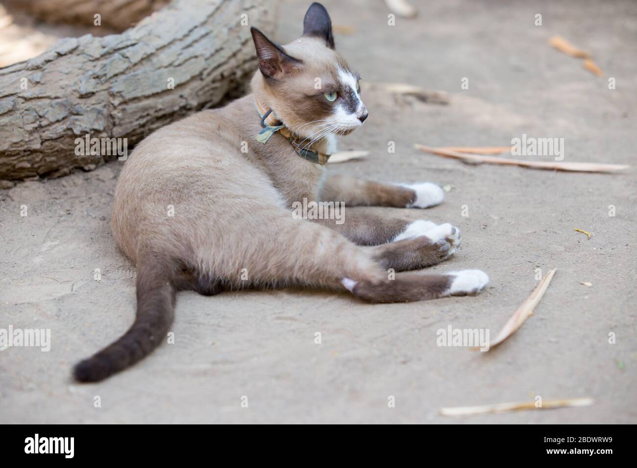 Cat lying on the ground Stock Photo - Alamy