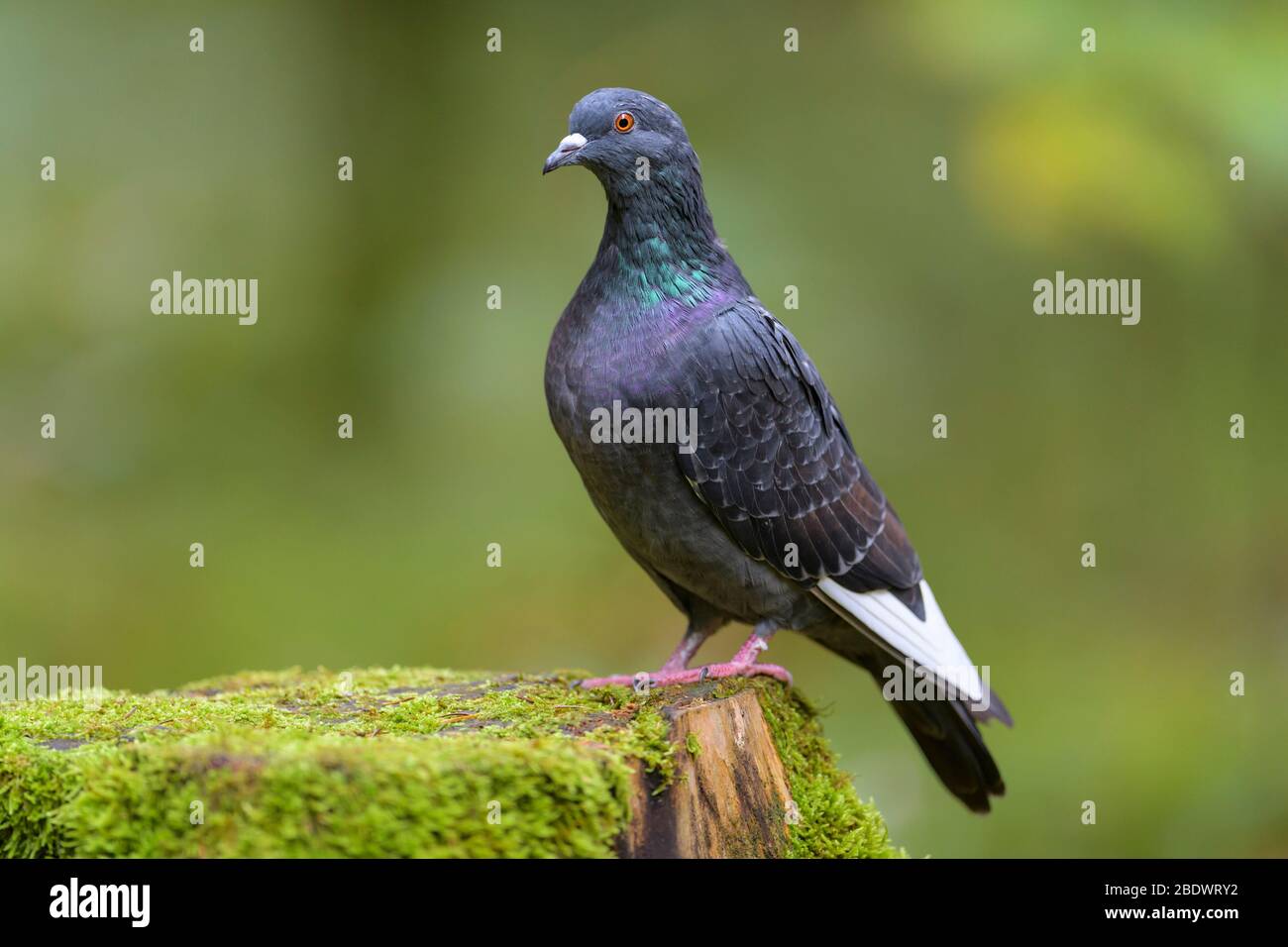 Forest pigeons hi-res stock photography and images - Alamy