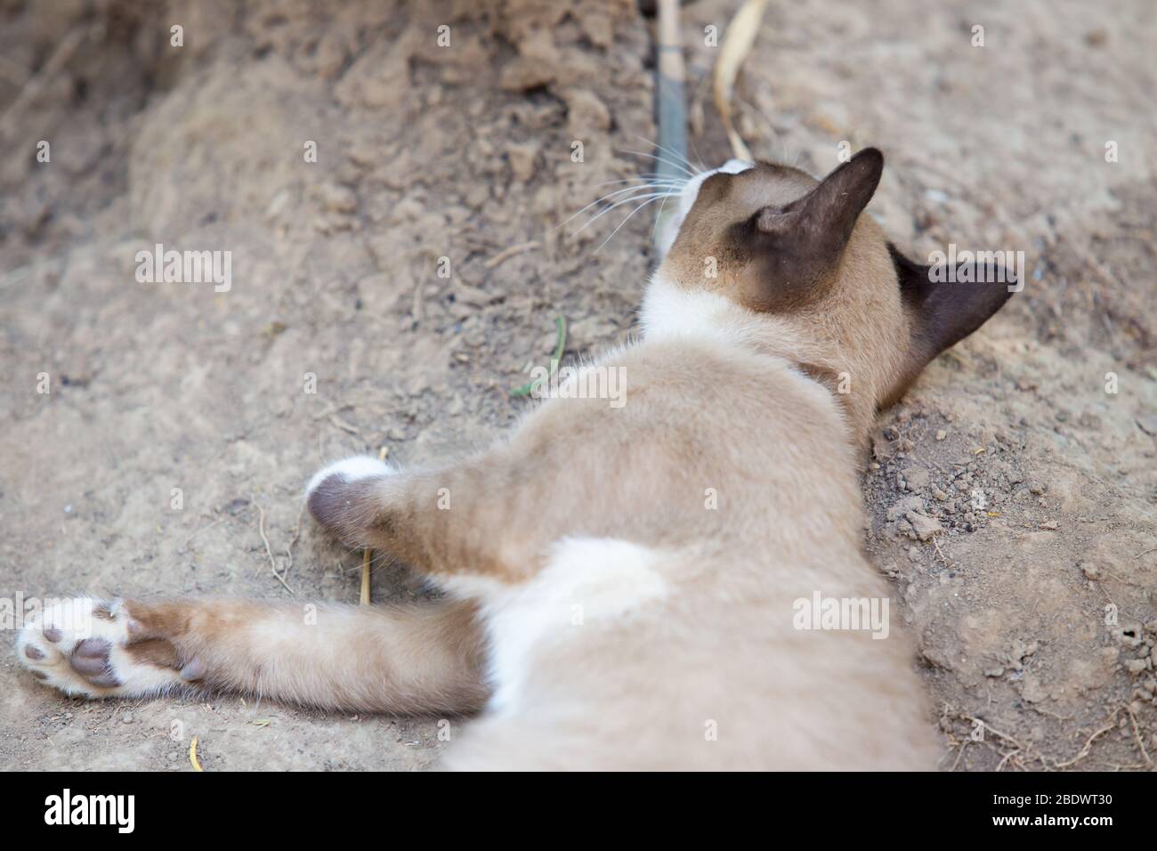 Cat lying on the ground Stock Photo - Alamy
