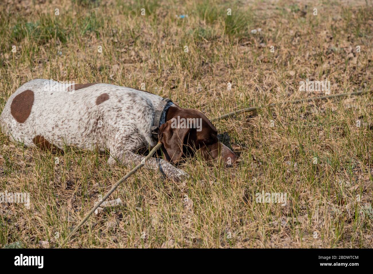 Deutsch Kurzhaar German Short-haired Pointing Dog. Kurzhaar is a ...