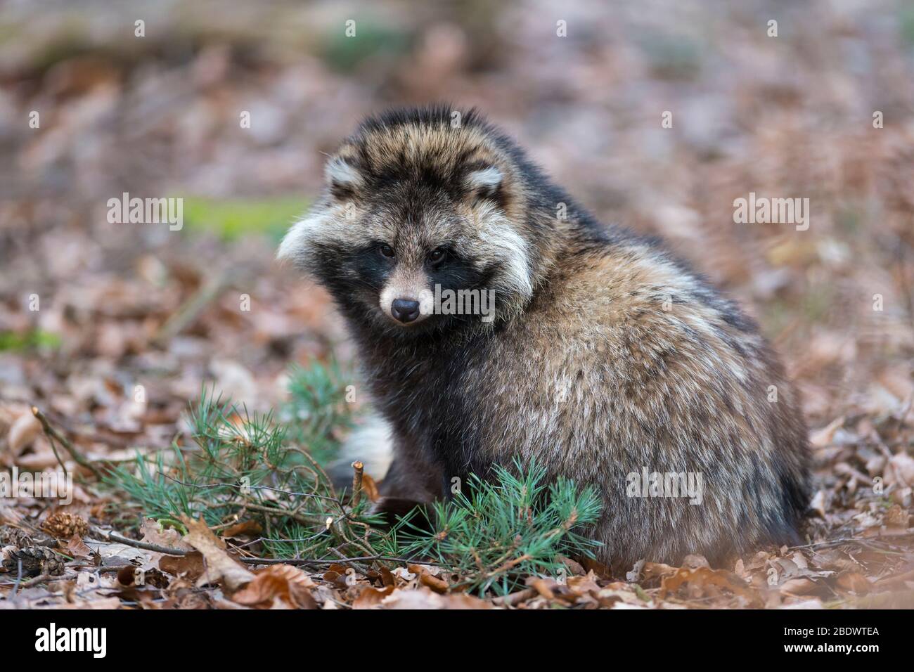 Raccoon dog, Nyctereutes procyonoides Stock Photo - Alamy