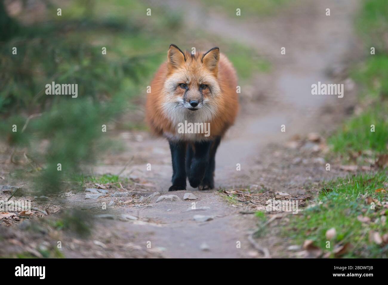 Red Fox, vulpes vulpes, running Stock Photo - Alamy