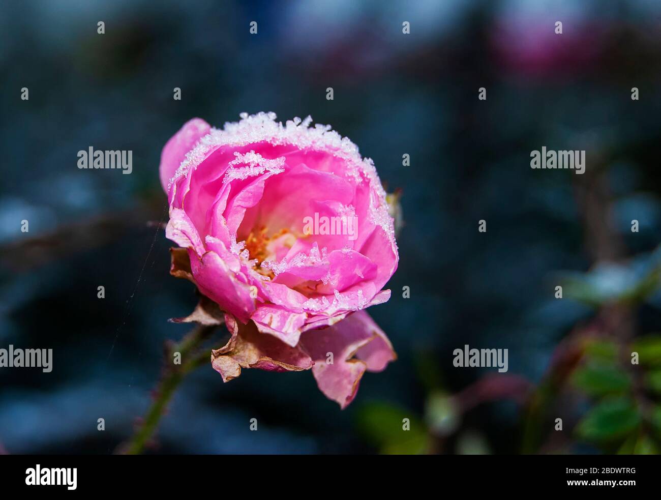 Slight blue flowers hi-res stock photography and images - Alamy