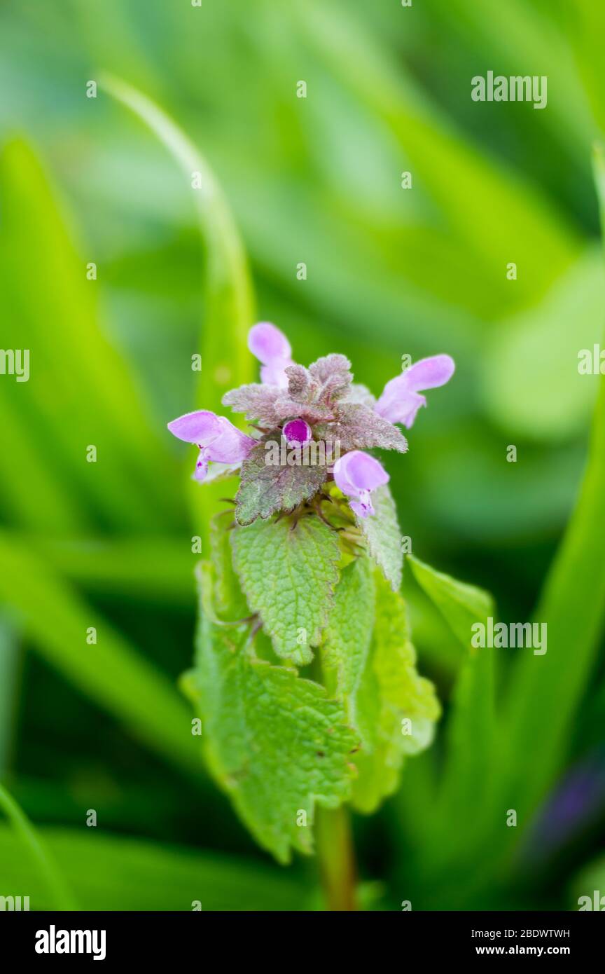 Purple dead nettles hi-res stock photography and images - Alamy