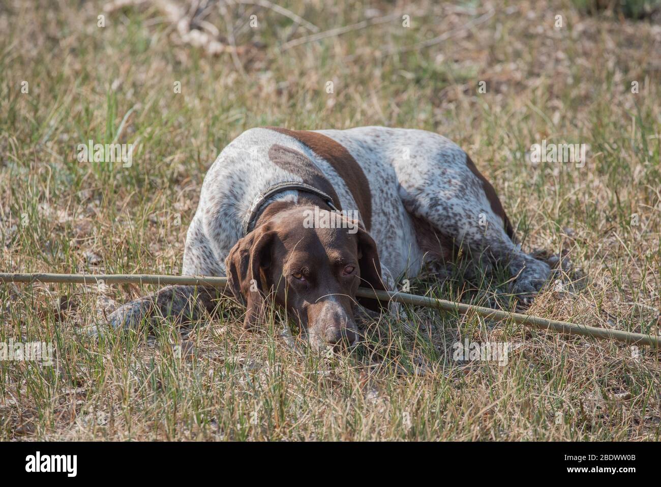 Deutsch Kurzhaar German Short-haired Pointing Dog. Kurzhaar is a ...