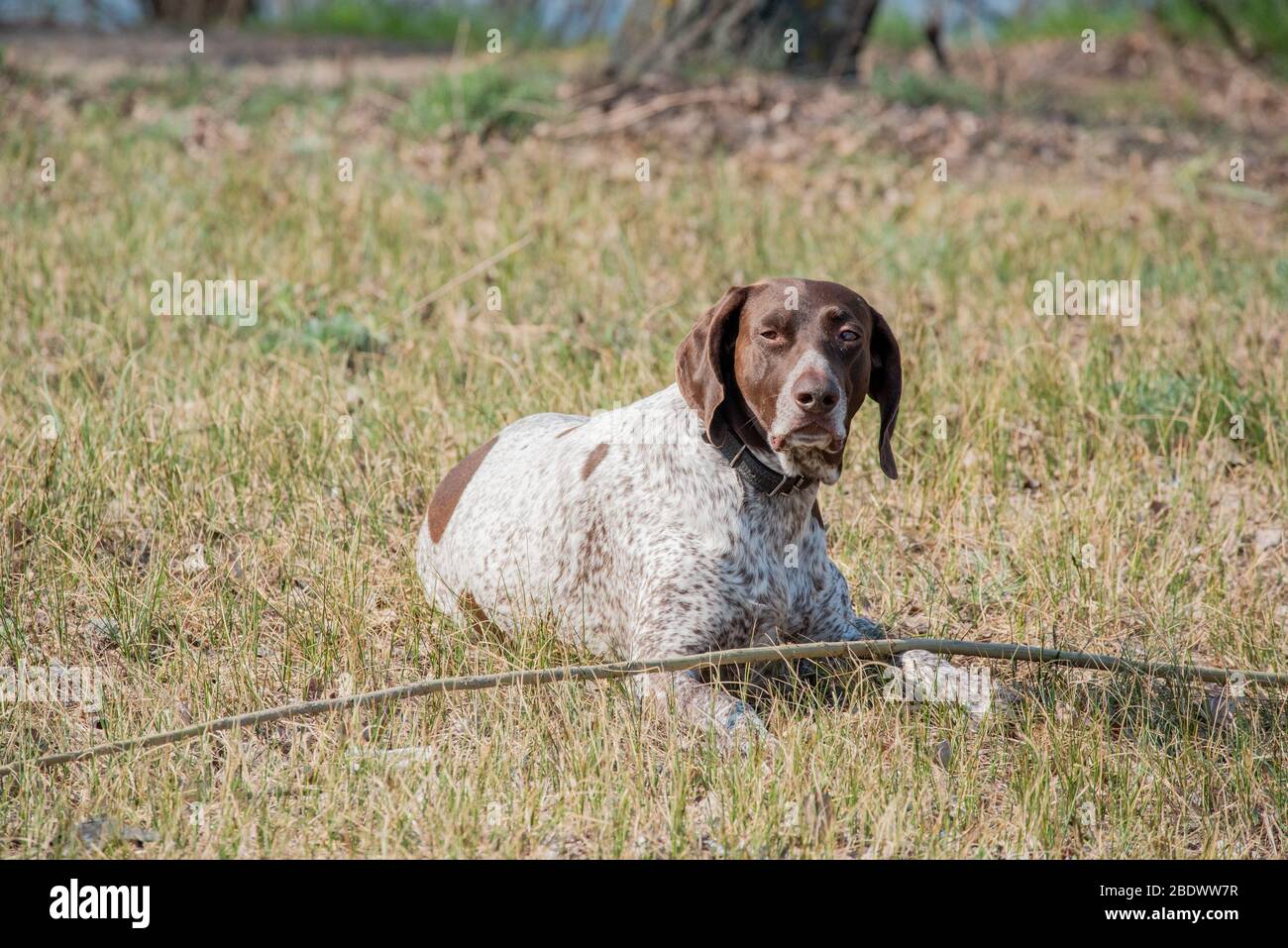 Deutsch Kurzhaar German Short-haired Pointing Dog. Kurzhaar is a ...
