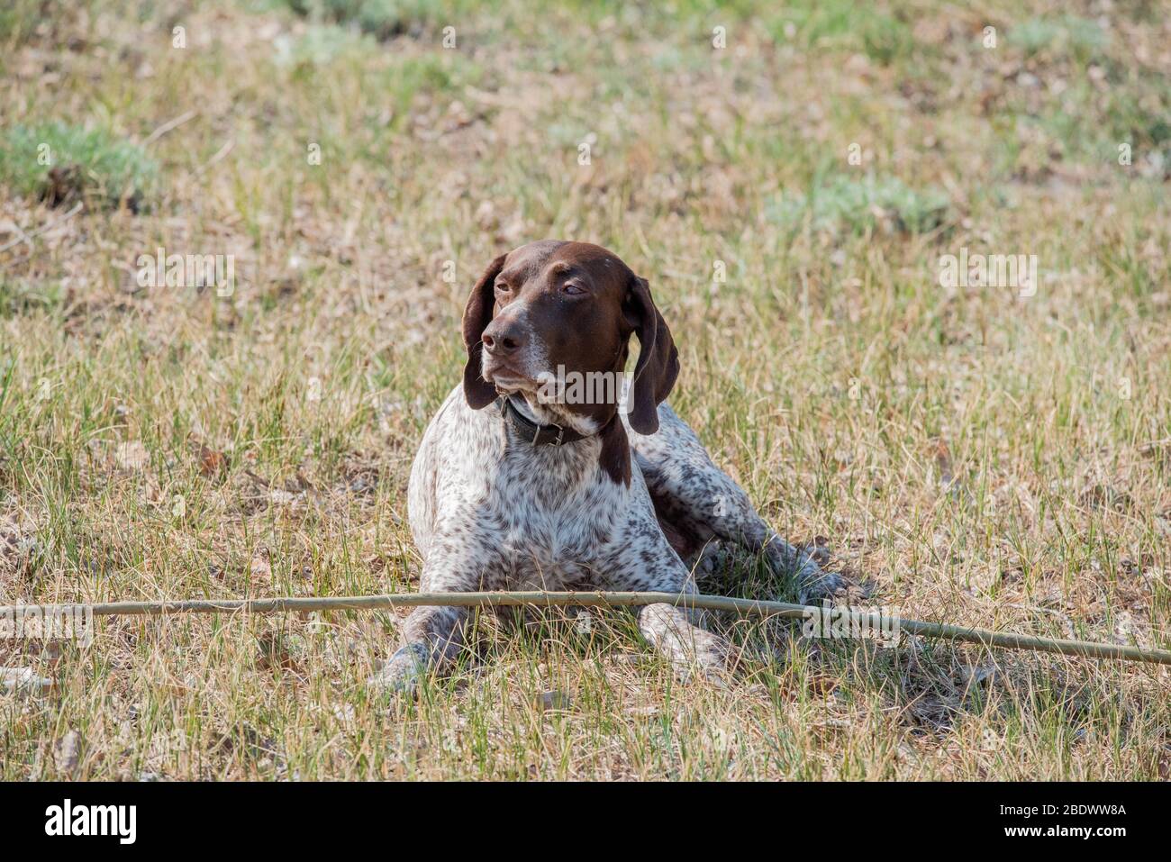 Deutsch Kurzhaar German Short-haired Pointing Dog. Kurzhaar is a ...