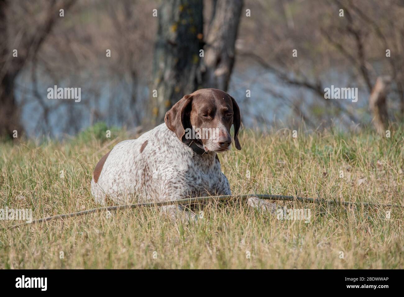 Deutsch Kurzhaar German Short-haired Pointing Dog. Kurzhaar is a ...