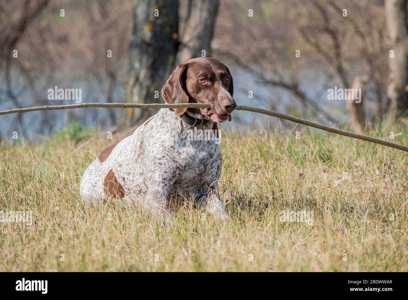 Deutsch Kurzhaar German Short-haired Pointing Dog. Kurzhaar is a ...