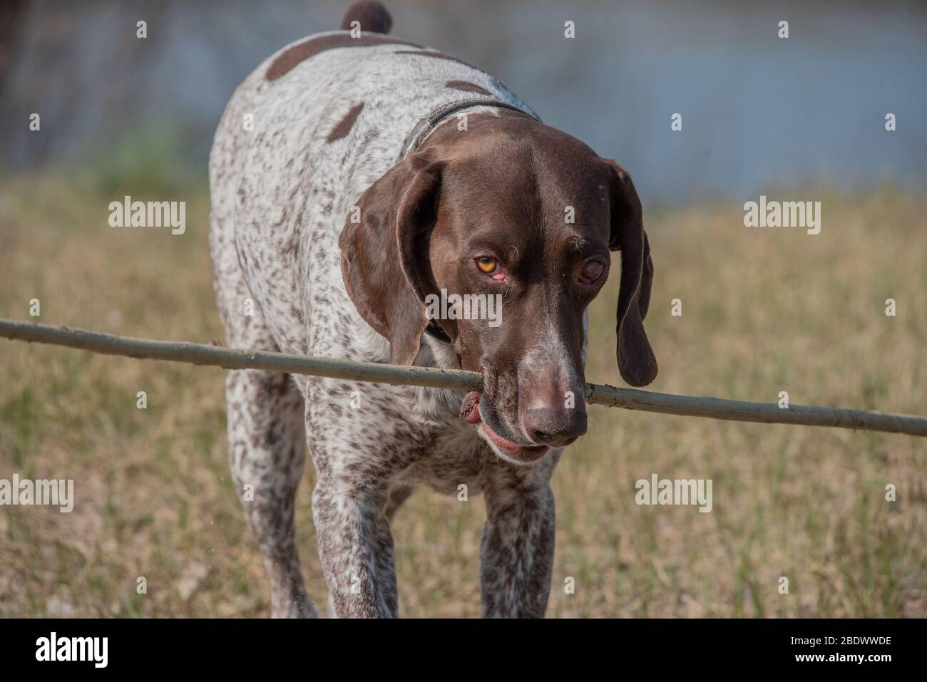 Deutsch Kurzhaar German Short-haired Pointing Dog. Kurzhaar is a ...