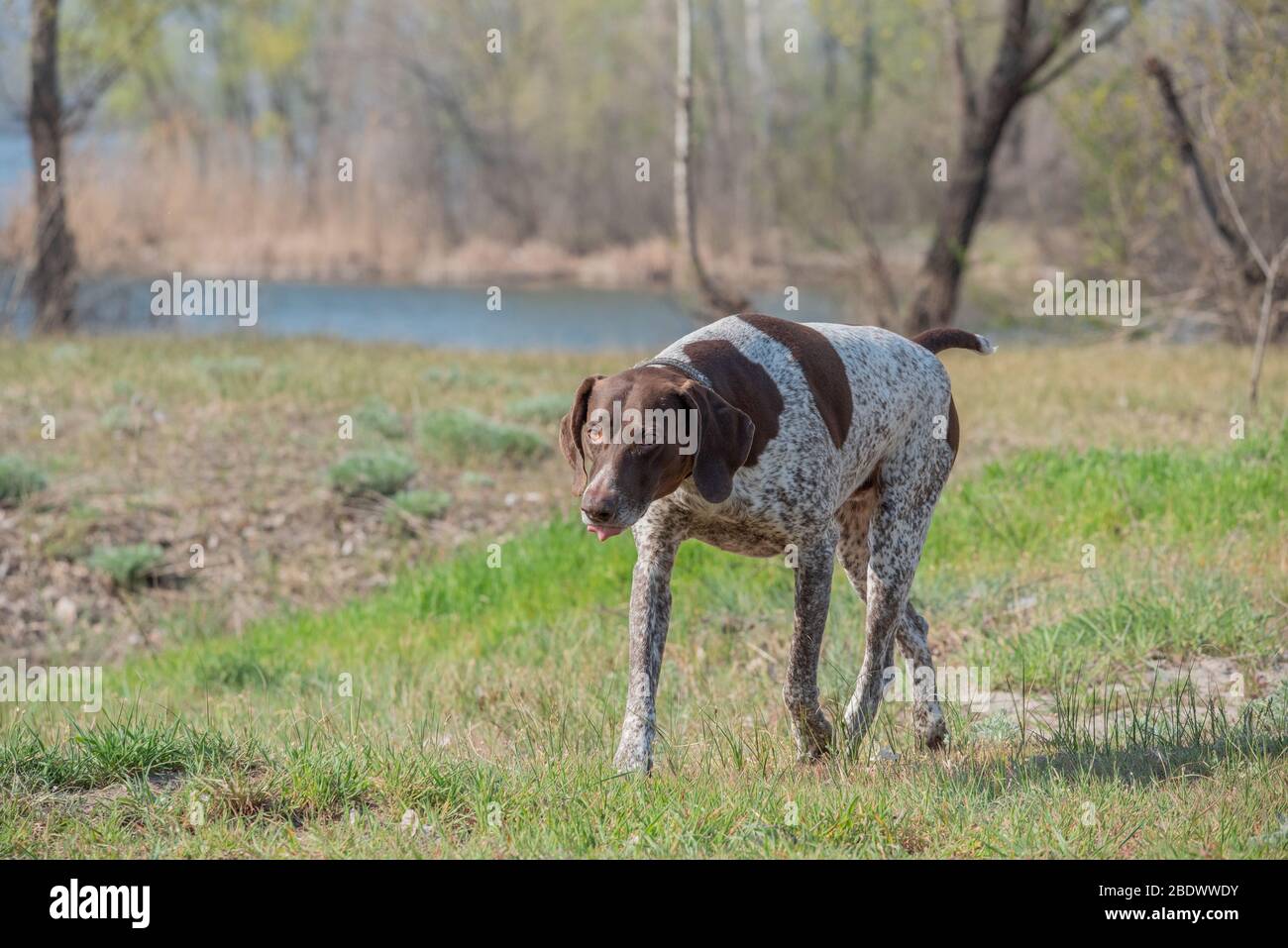 Deutsch Kurzhaar German Short-haired Pointing Dog. Kurzhaar is a ...